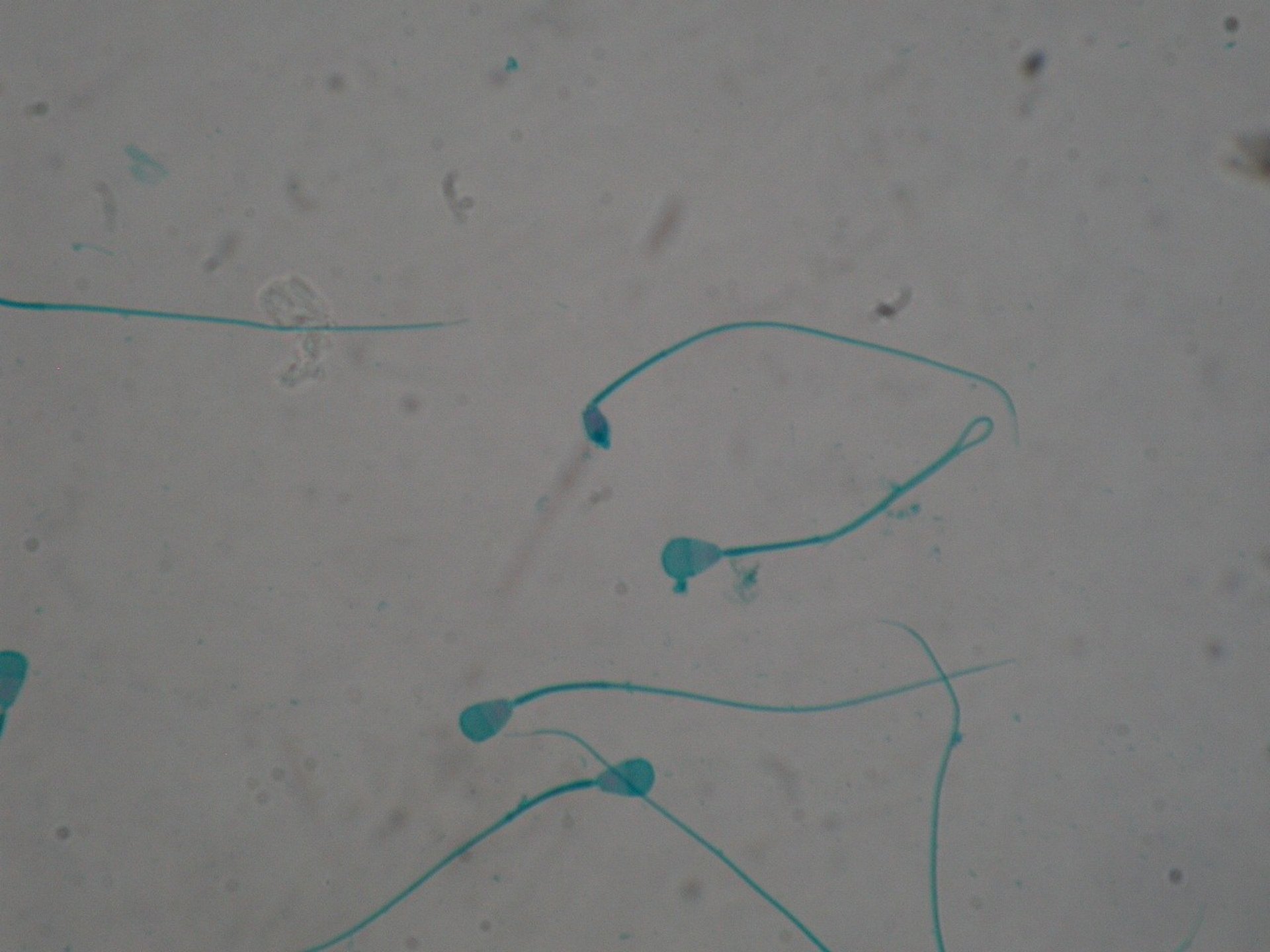 The Breeding Soundness Examination in Dogs and Cats - The Breeding ...
