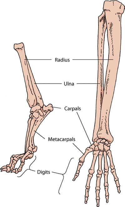 Table: Leg bones, dog (left); Human forearm and hand (right)-Merck ...