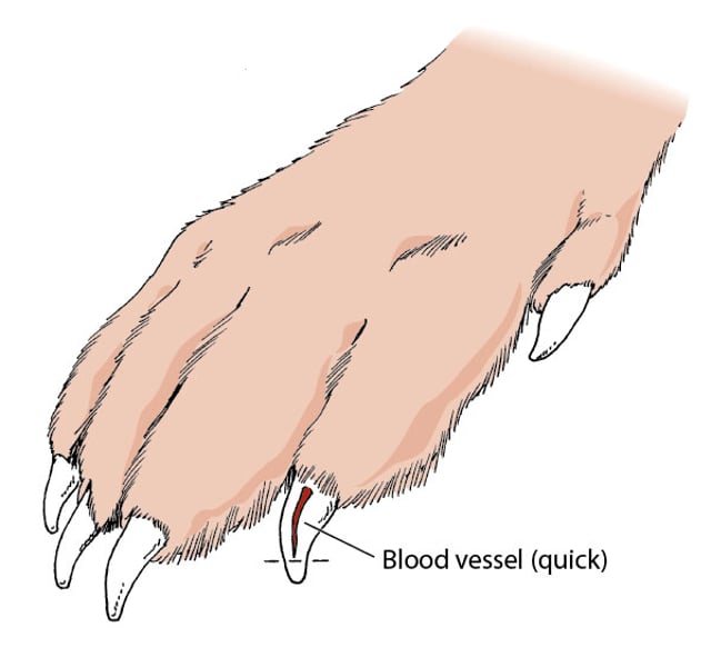 Image:Nails, dog-MSD Veterinary Manual