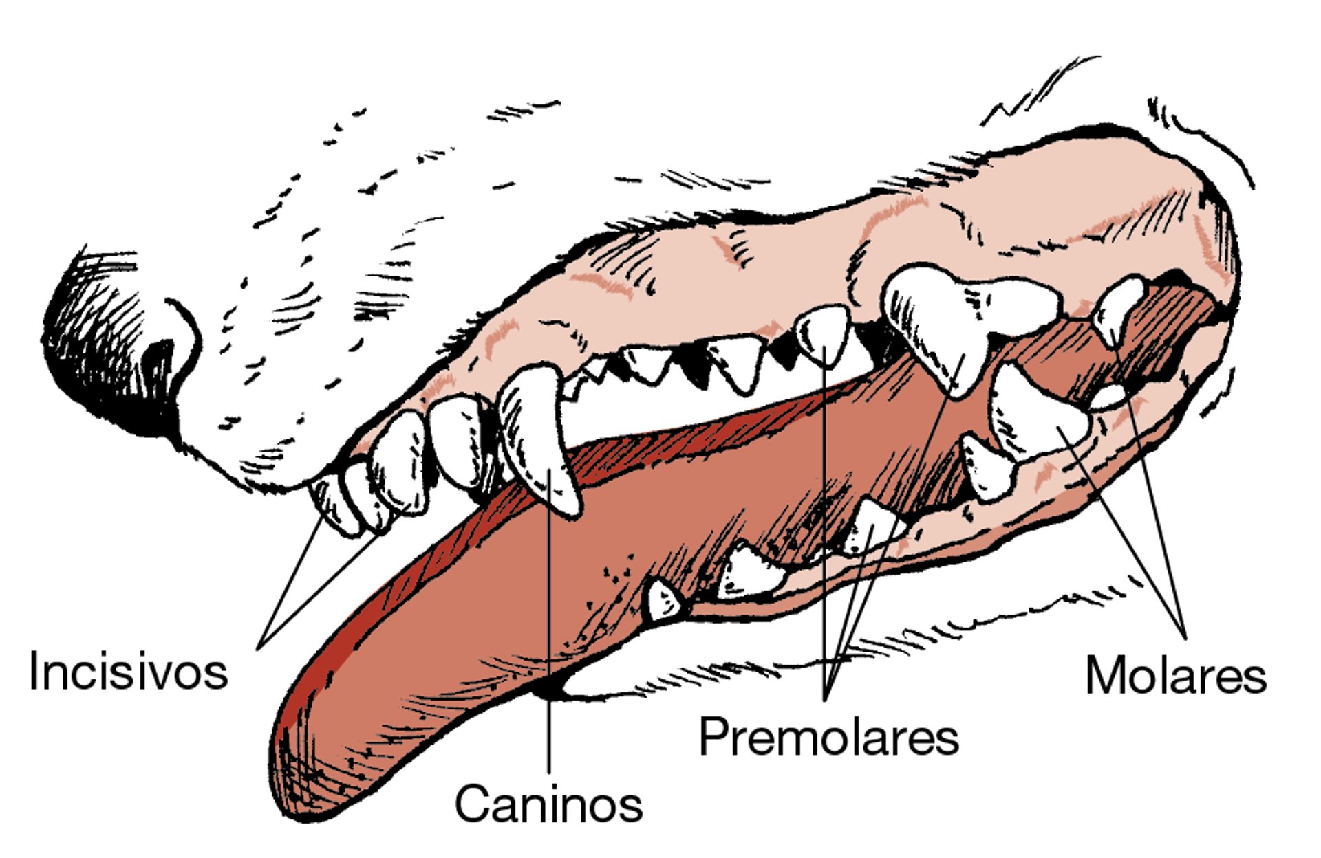 Descripción de los perros - Propietarios de perros - Manual de ...