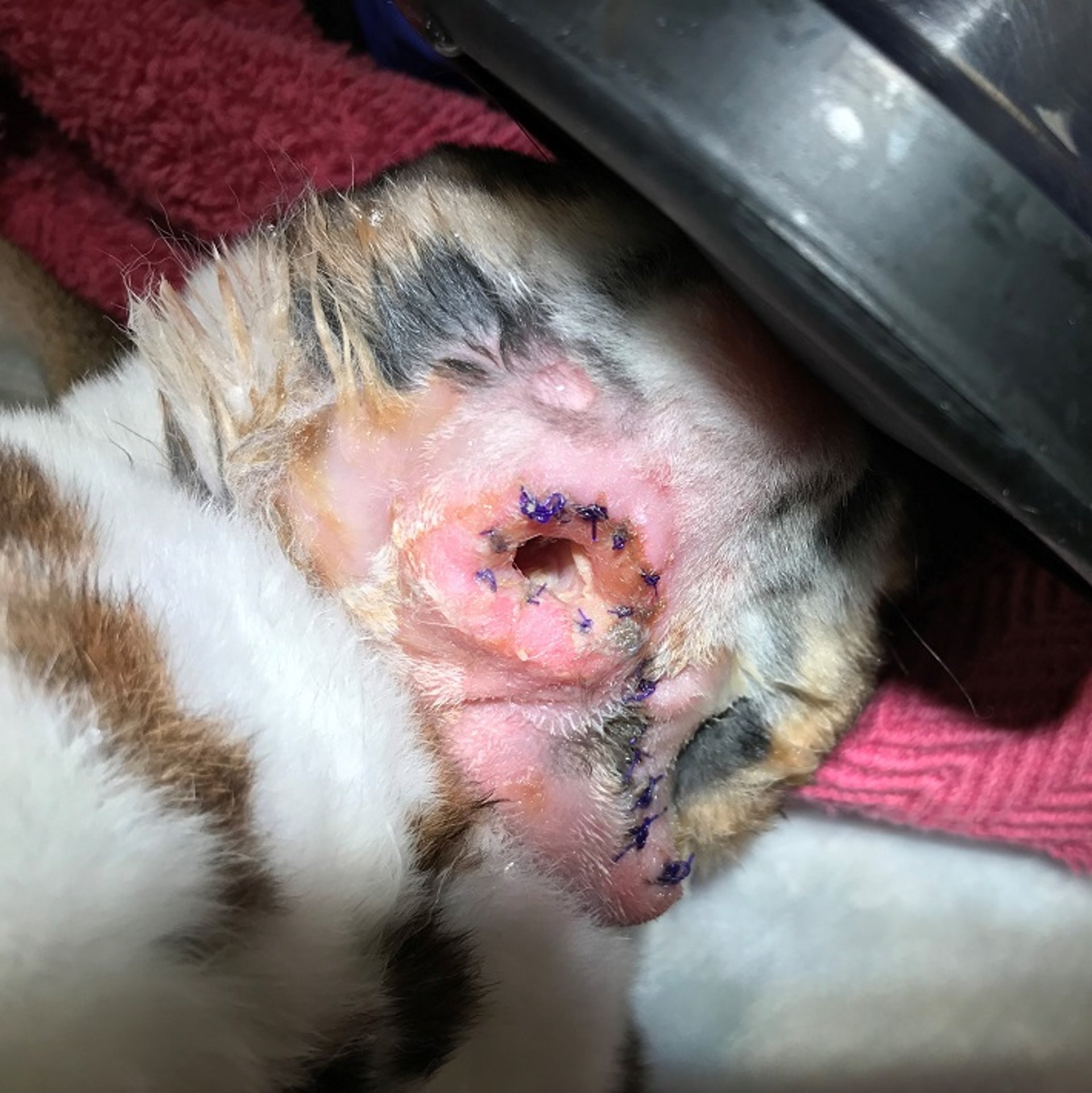Image:Abscesso periapical, coelho-Manual MSD de veterinária
