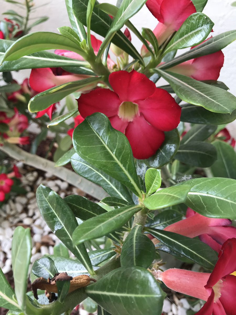 Image:Desert rose, red (Adenium obesum)-Merck Veterinary Manual