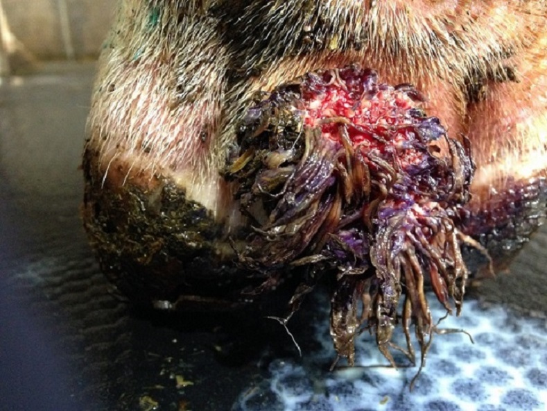 Image:Dermatitis digital crónica, vaca-Manual de veterinaria de Merck