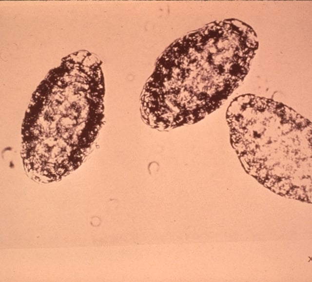 Urinary Tract Parasites in Small Animals - Urinary System - MSD ...