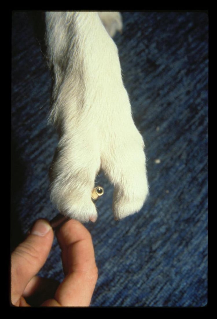 Congenital and Inherited Anomalies of the Musculoskeletal System in ...