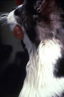 Hyperthyroidism in Animals - Endocrine System - Merck Veterinary Manual