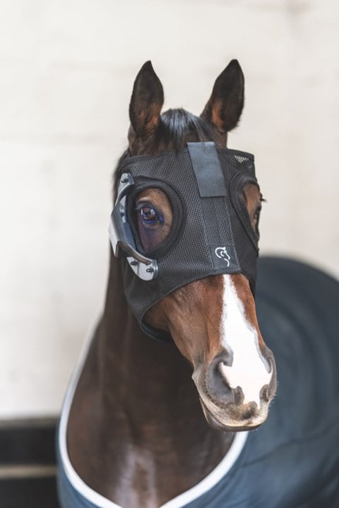 The Reproductive Cycle of Horses - Management and Nutrition - MSD ...