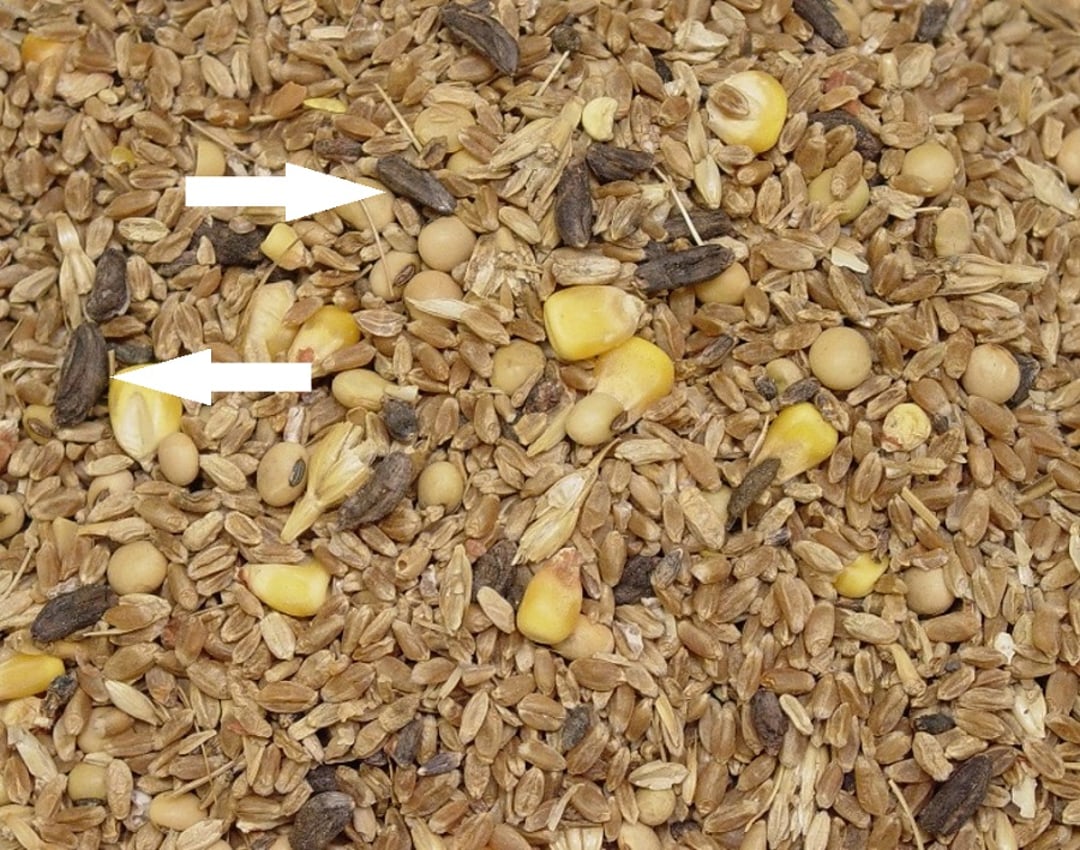 Ergotism in Animals - Toxicology - MSD Veterinary Manual