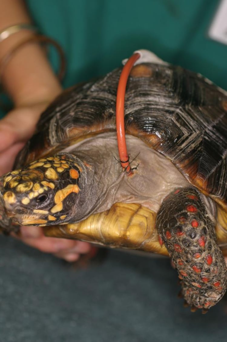 Clinical Procedures for Reptiles - Exotic and Laboratory Animals - MSD ...