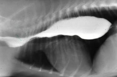 Dilatation of the Esophagus in Small Animals - Digestive System - MSD ...