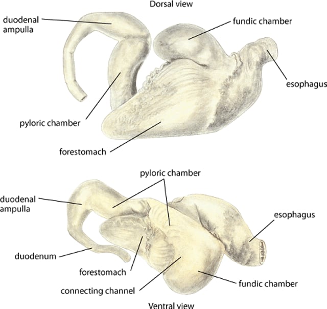 Image:Stomach, dolphin-MSD Veterinary Manual