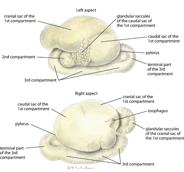 Image:Stomach, llama-Merck Veterinary Manual