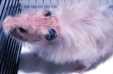 Hamsters - Exotic and Laboratory Animals - MSD Veterinary Manual