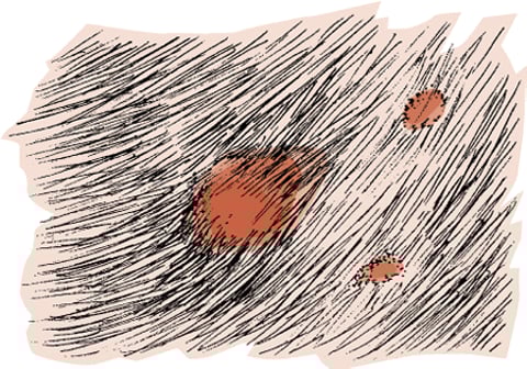 Infectious Diseases of Ferrets - All Other Pets - MSD Veterinary Manual