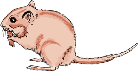 Disorders and Diseases of Gerbils - All Other Pets - MSD Veterinary Manual