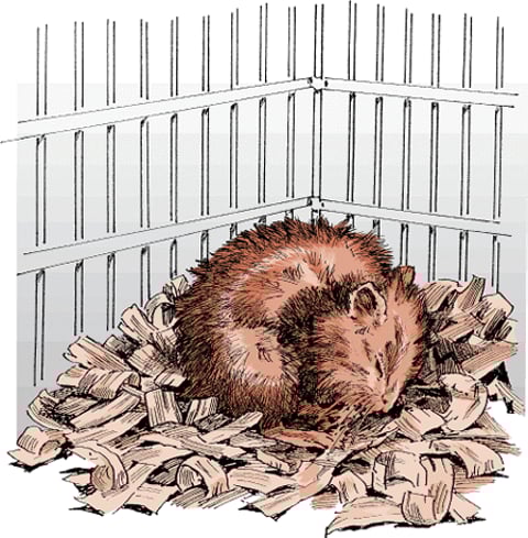 Routine Health Care of Hamsters - All Other Pets - Merck Veterinary Manual