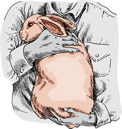 Providing a Home for a Rabbit - All Other Pets - Merck Veterinary Manual