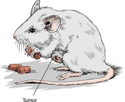 Image:Mammary tumor, mouse-Merck Veterinary Manual