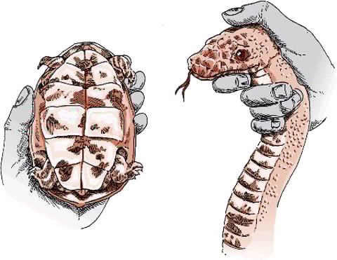 Disorders and Diseases of Reptiles - Disorders and Diseases of Reptiles ...