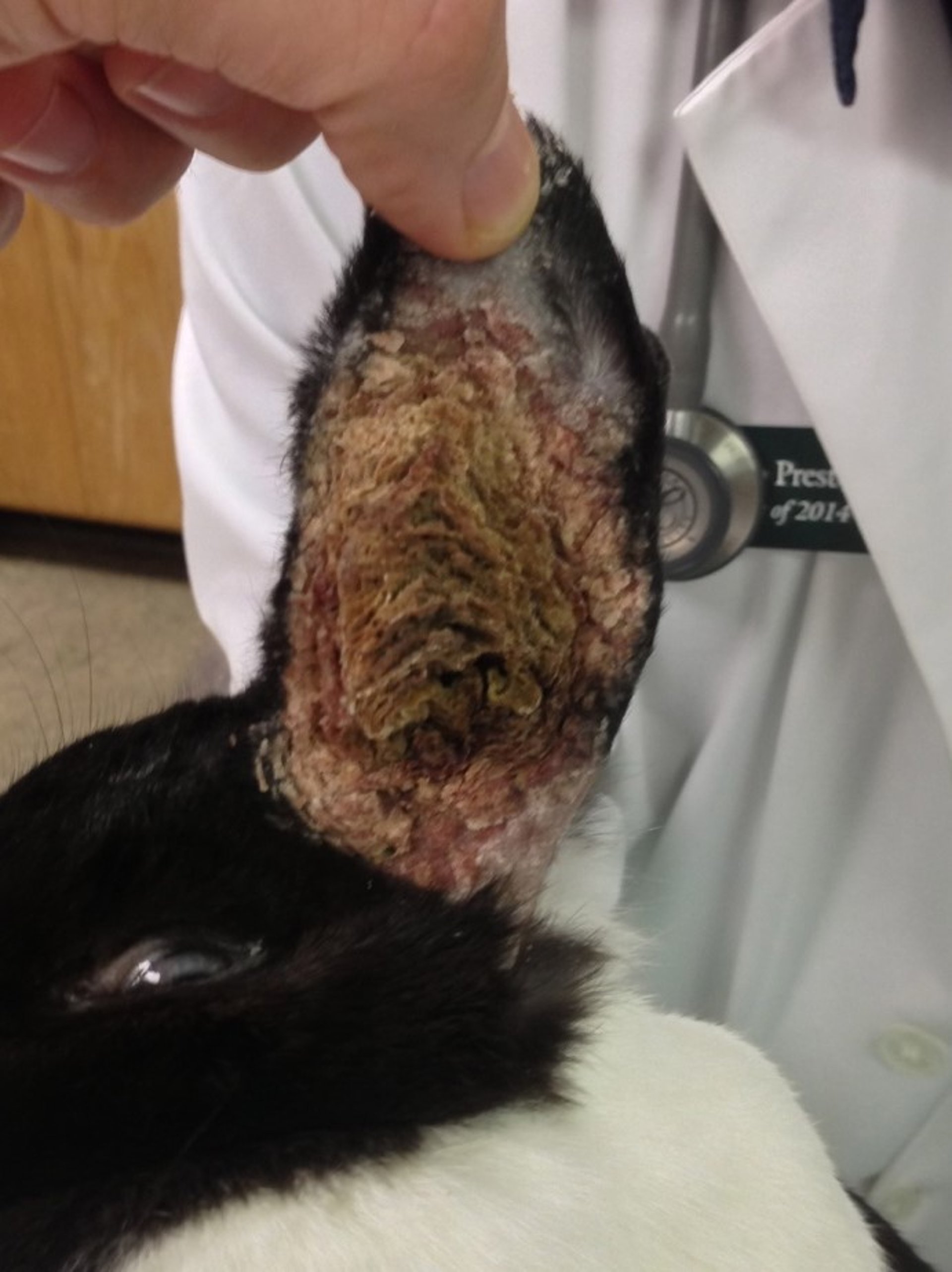 Parasitic Diseases of Rabbits - Exotic and Laboratory Animals - Manual ...