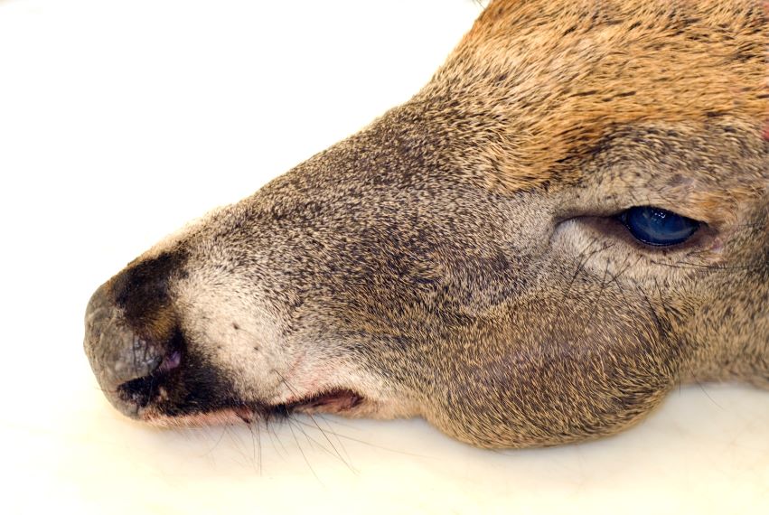 Image:Elaeophorosis, cheek impaction, deer-MSD Veterinary Manual