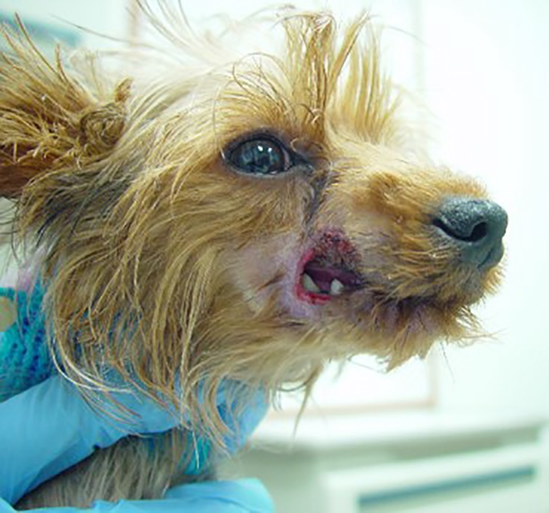 Image:Electrical burn, healed, dog-MSD Veterinary Manual