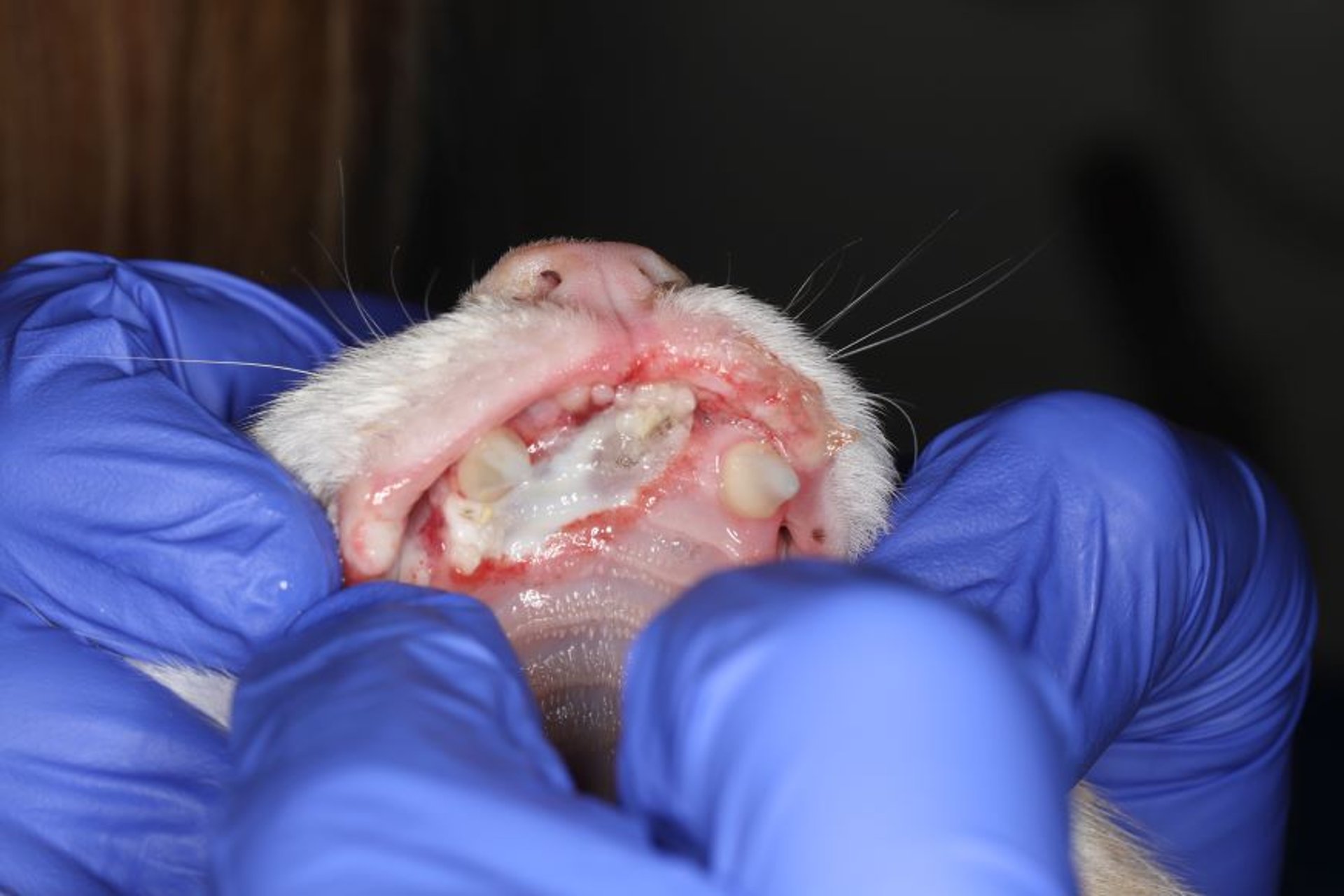Image:Electrical injury, palate, cat-Merck Veterinary Manual