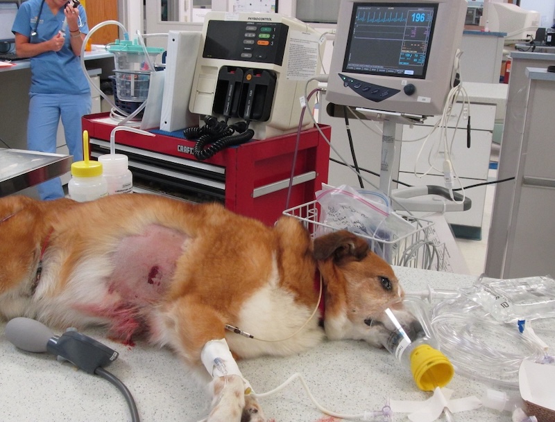 Image:Emergency trauma patient, dog-Merck Veterinary Manual