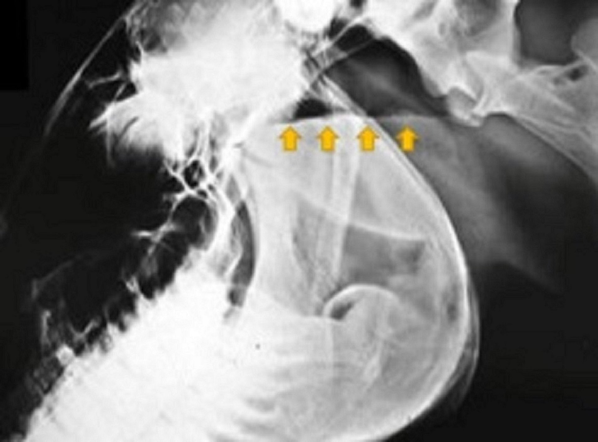 Image:Guttural pouch empyema, horse, radiograph-MSD Veterinary Manual
