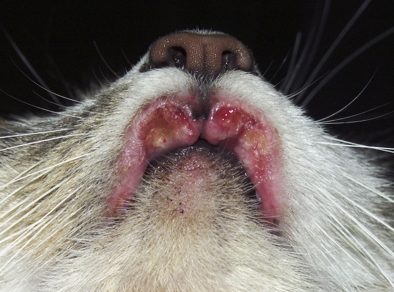 Image:Eosinophilic ulcer, classic presentation, cat-Merck Veterinary Manual