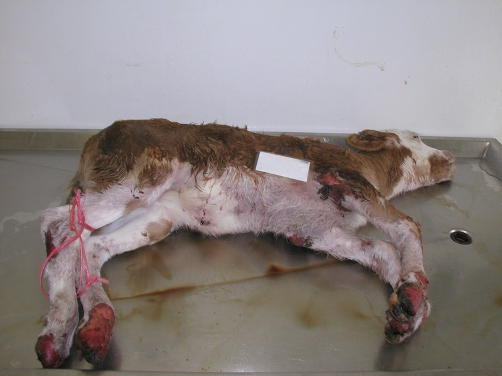 Image:Epidermolysis bullosa, calf-MSD Veterinary Manual