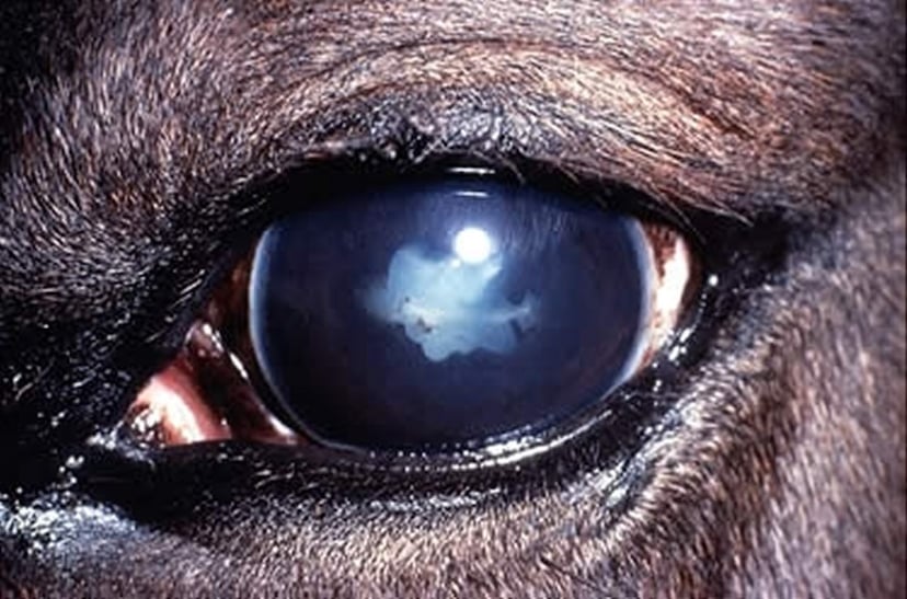 Image:Equine recurrent uveitis, horse-Merck Veterinary Manual