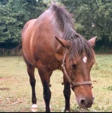 Arteritis vírica equina - Enfermedades generalizadas - Manual de ...