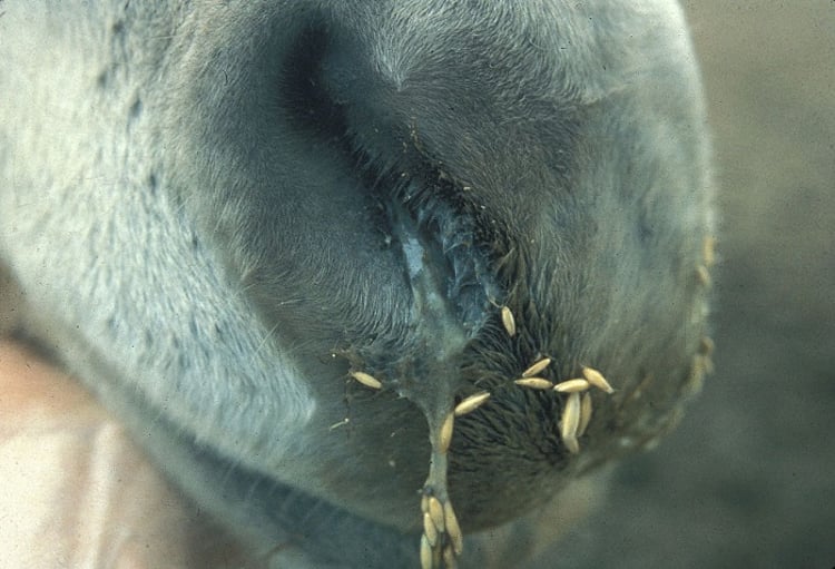 Image:Arteritis vírica equina, secreción nasal-Manual de veterinaria de MSD