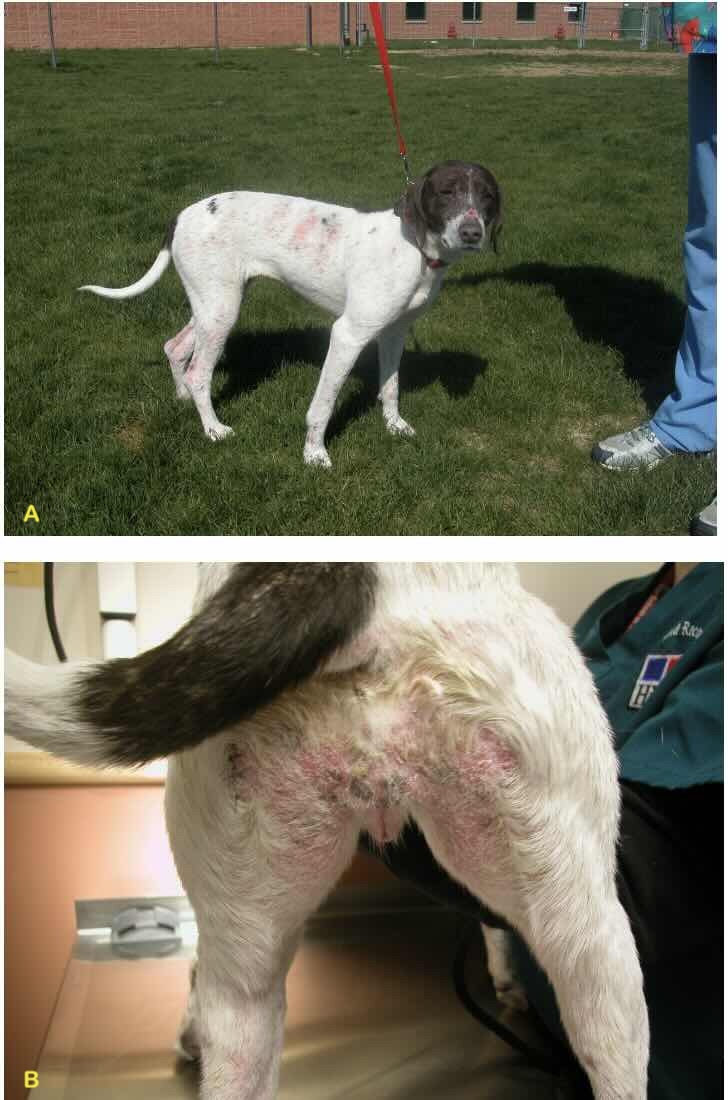 Image:Exfoliative cutaneous lupus erythematosus, dog-MSD Veterinary Manual
