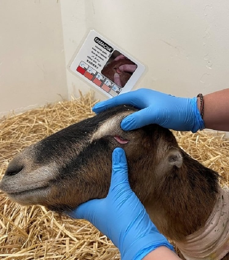 Image:FAMACHA scoring, goat-Merck Veterinary Manual