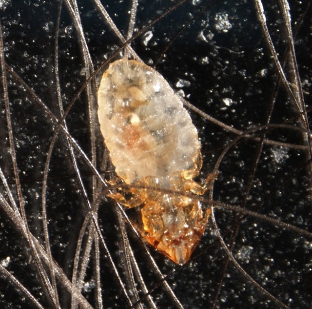 Lice in Dogs and Cats - Integumentary System - MSD Veterinary Manual