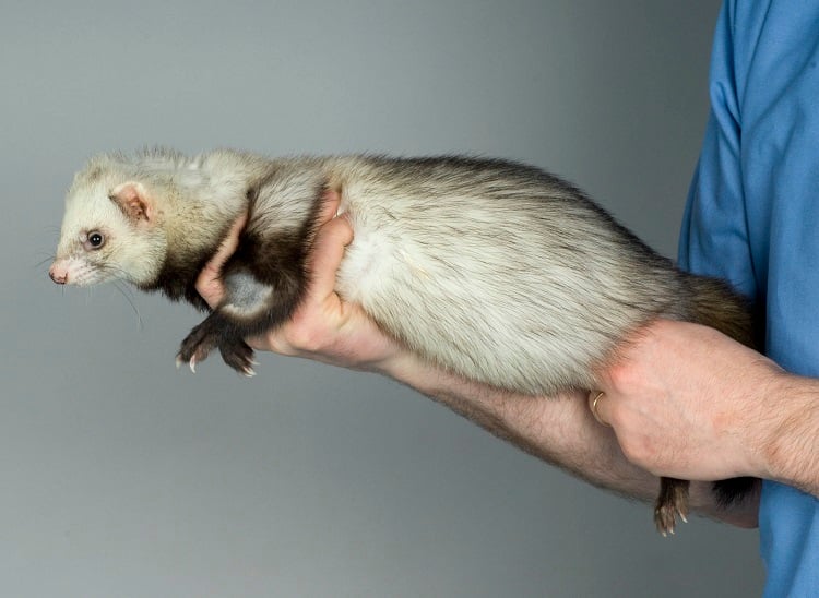 Management of Ferrets - Exotic and Laboratory Animals - MSD Veterinary ...