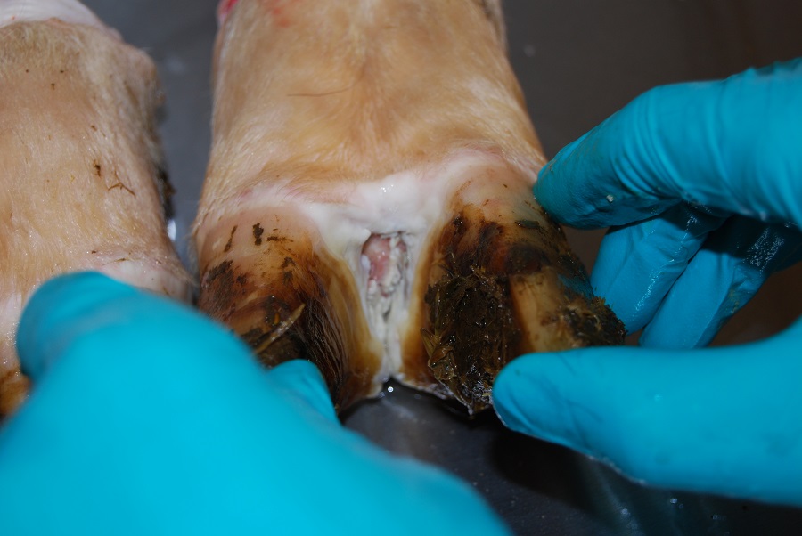 Image:Foot lesion, cow-MSD Veterinary Manual