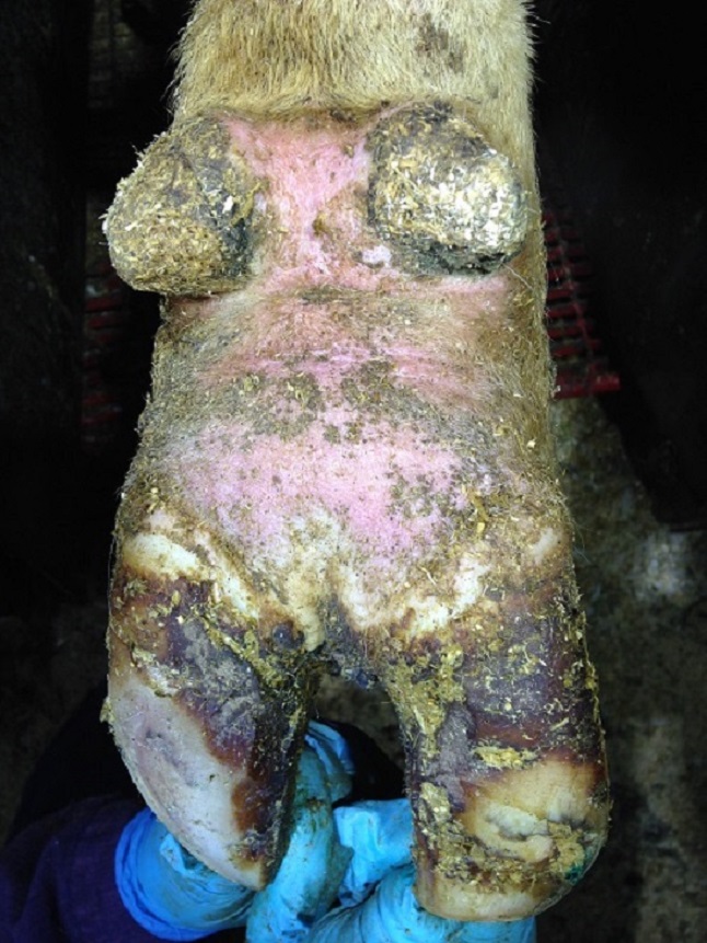Image:Foot rot, cow-MSD Veterinary Manual