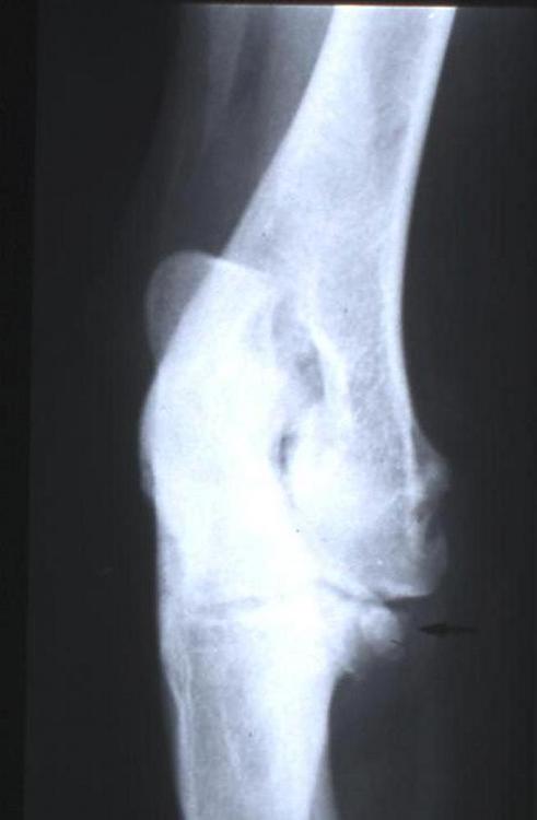 Image:Fragmented medial coronoid process-MSD Veterinary Manual