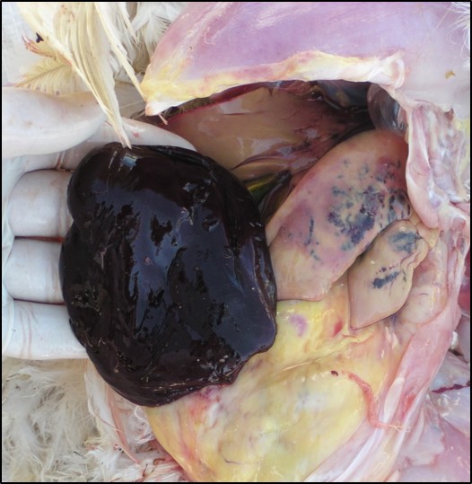 Fatty Liver Hemorrhagic Syndrome in Laying Hens - Poultry - MSD ...