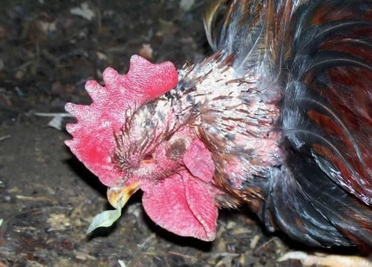 Image:Favus infection, comb, chicken-MSD Veterinary Manual