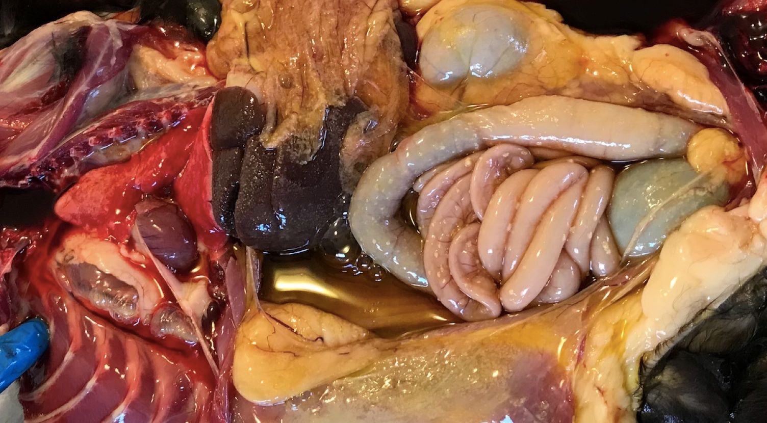 Image:Feline infectious peritonitis, necropsy-Merck Veterinary Manual