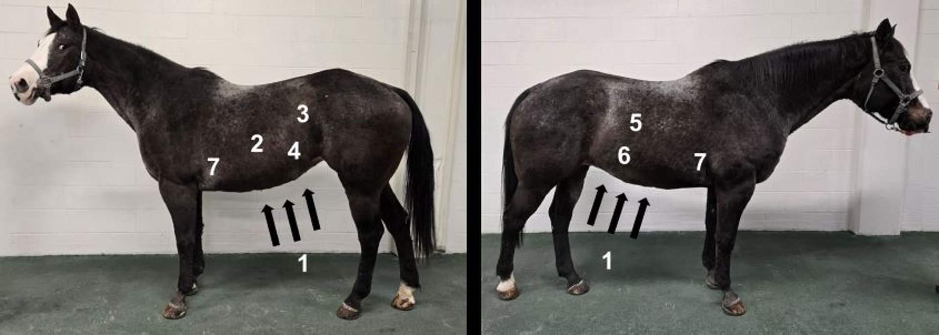Image:FLASH examination sites, horse-MSD Veterinary Manual