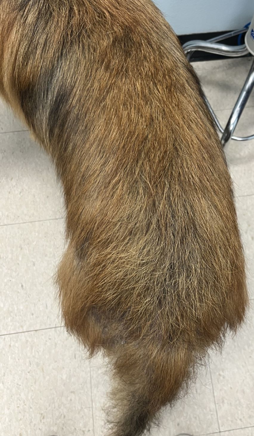 Flea Allergy Dermatitis in Dogs and Cats - Integumentary System - Merck ...
