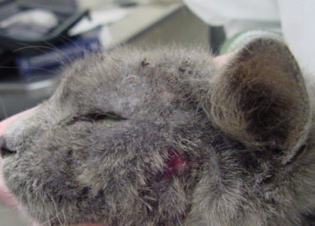 Image:Food allergy dermatitis, cat-Merck Veterinary Manual