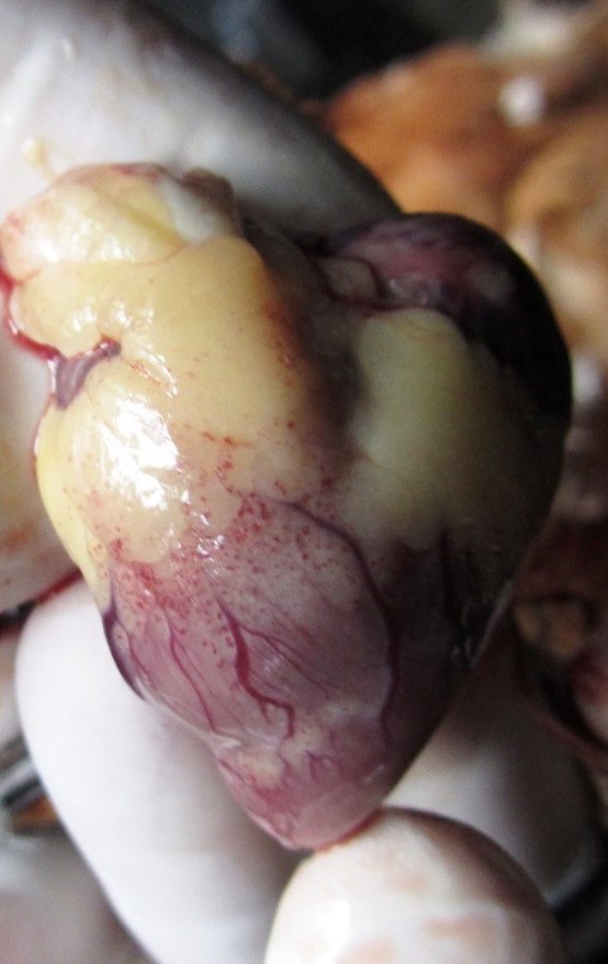 Image:Tifosis aviar, corazón, pollo-Manual de veterinaria de MSD