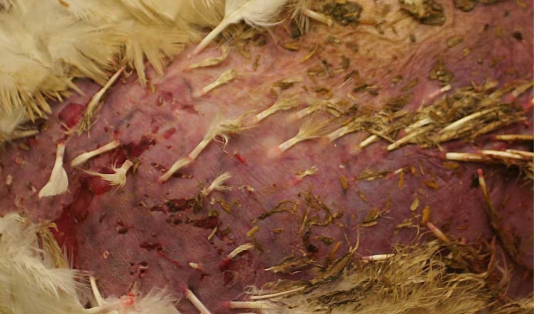 Image:Gangrenous dermatitis, chicken-Merck Veterinary Manual