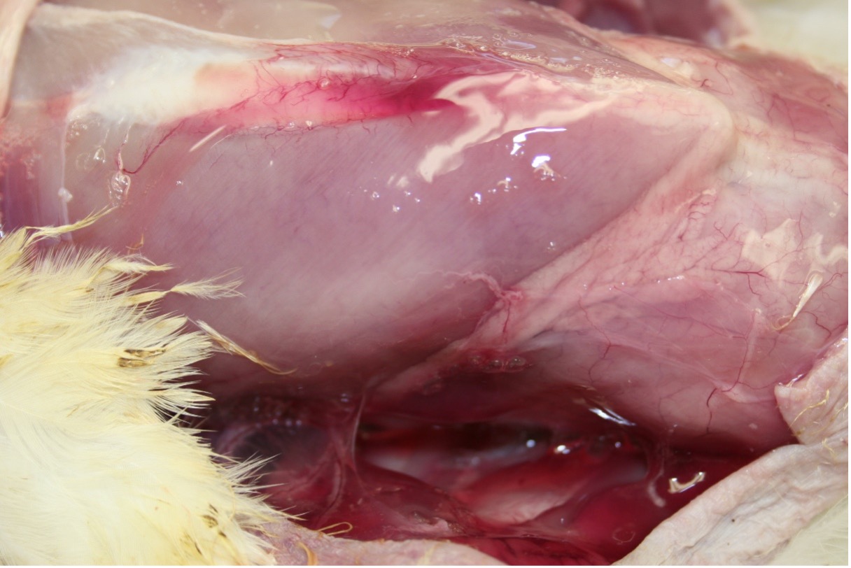 Image:Gangrenous dermatitis subcutaneous edema, chicken-MSD Veterinary ...